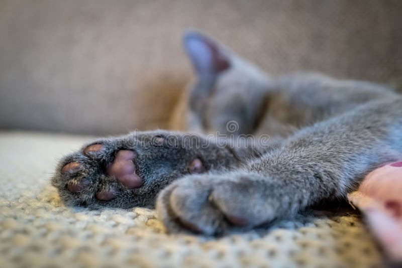 Cute Russian Blue Tomcat Kitten Stock Photo - Image of handsome, brazen ...