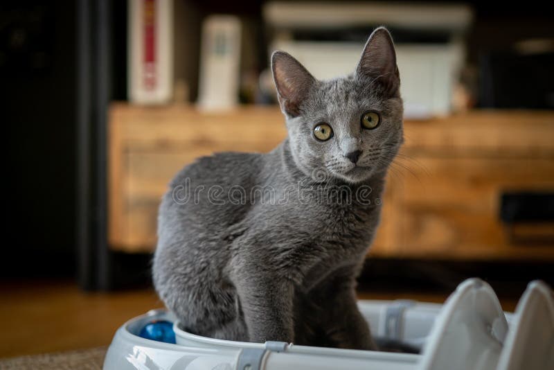 Cute Russian Blue Tomcat Kitten Stock Image - Image of puss, feather ...