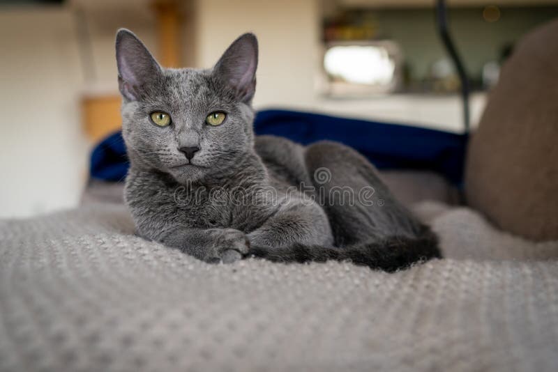 Cute Russian Blue Tomcat Kitten Stock Photo - Image of animal, house ...