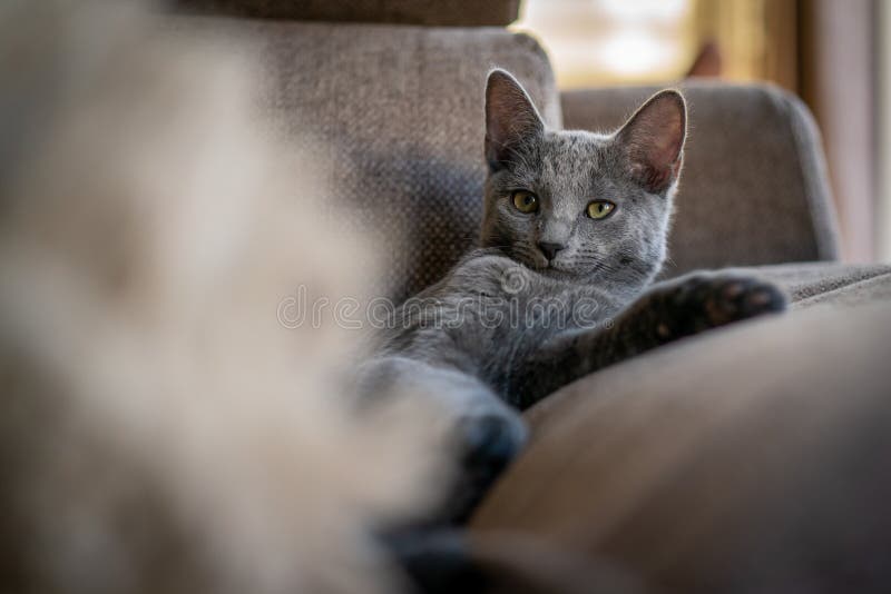 Cute Russian Blue Tomcat Kitten Stock Image - Image of purebred, rolf ...