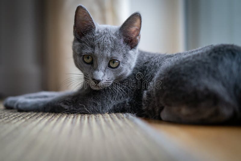 101 Russian Blue Tomcat Stock Photos - Free & Royalty-Free Stock Photos ...