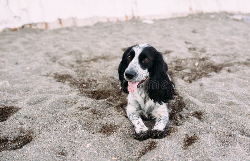 Cute Russian Cocker Spaniel Playing on the Sand on the Beach by the Sea ...