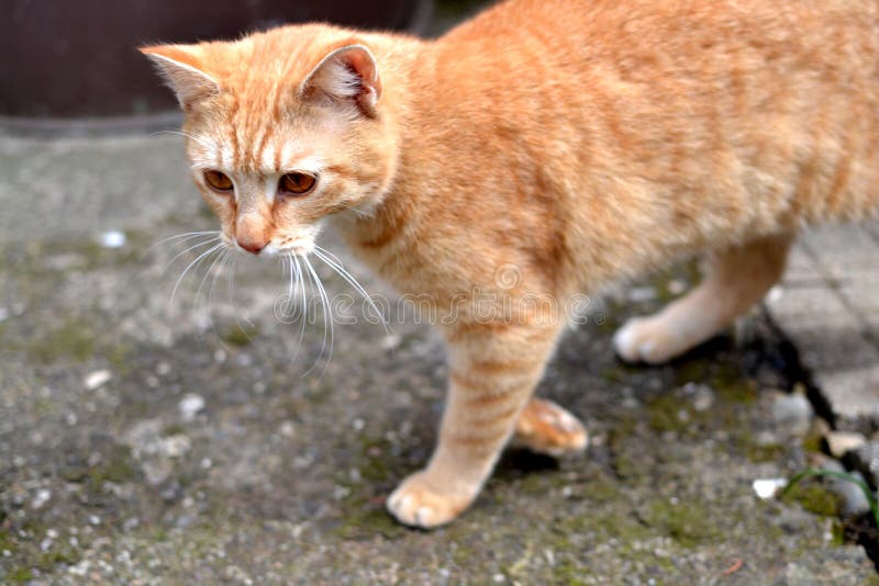 Cute Rusty Kitten on the Walk Stock Photo - Image of spring, wild ...