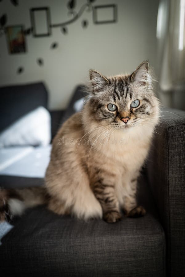 A Brown Birman Cat Picture. Image: 119663828