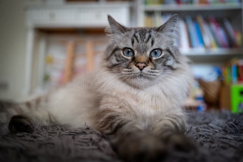 A Brown Birman Cat Picture. Image: 119663828