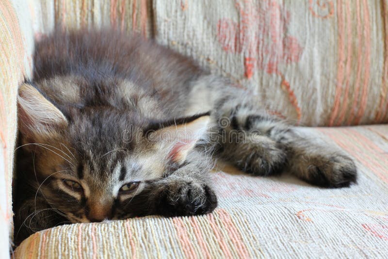 Cute Sad Cat stock image. Image of lost, feline, nature - 190905223