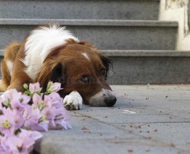 Cute Sad Dog stock photo. Image of love, breed, white - 43325176