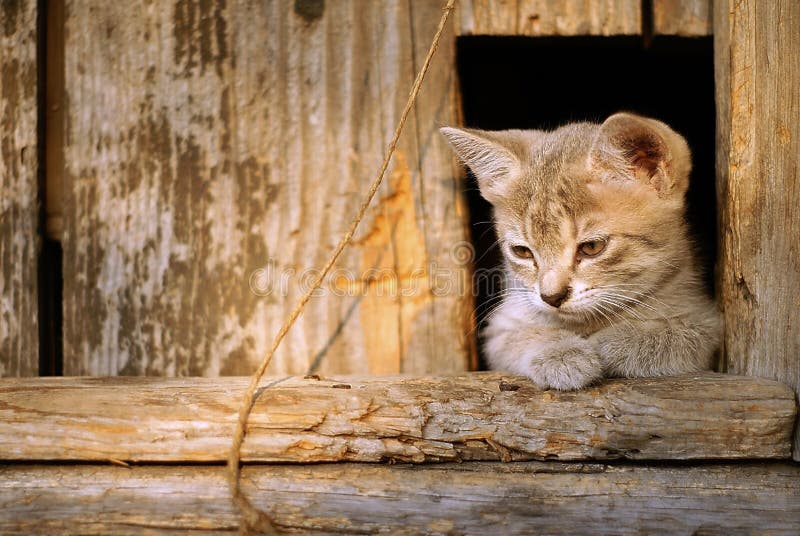 Cute sad kitten sits stock image. Image of homeless, feline - 65560989