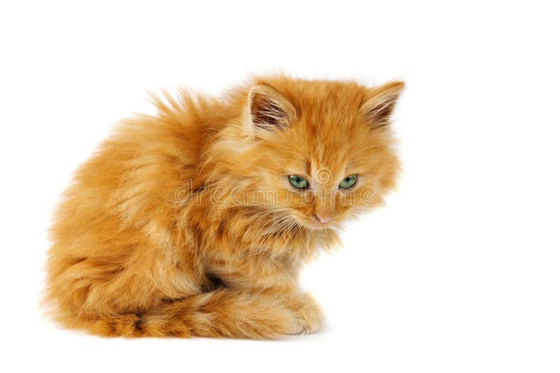 Cute and sad red kitten stock photo. Image of orange - 279295192