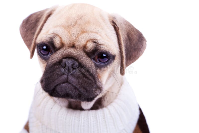 Cute and Sad Sad Pug Puppy Dog Isolated on White Stock Image - Image of ...