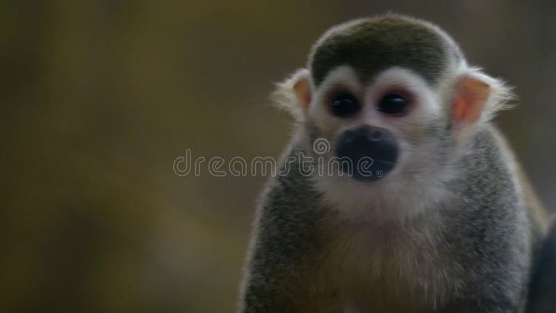 Cute Saimiri is Looking Interesting Stock Video - Video of south, tail ...