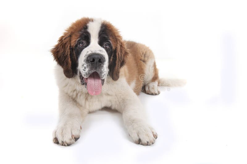Cute Saint Bernard Purebred Puppy Stock Photo - Image of puppy, bernard ...
