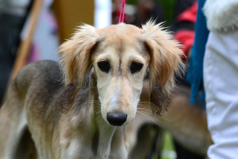 Brown saluki stock photo. Image of tree, horizontal, carnivore - 29082138