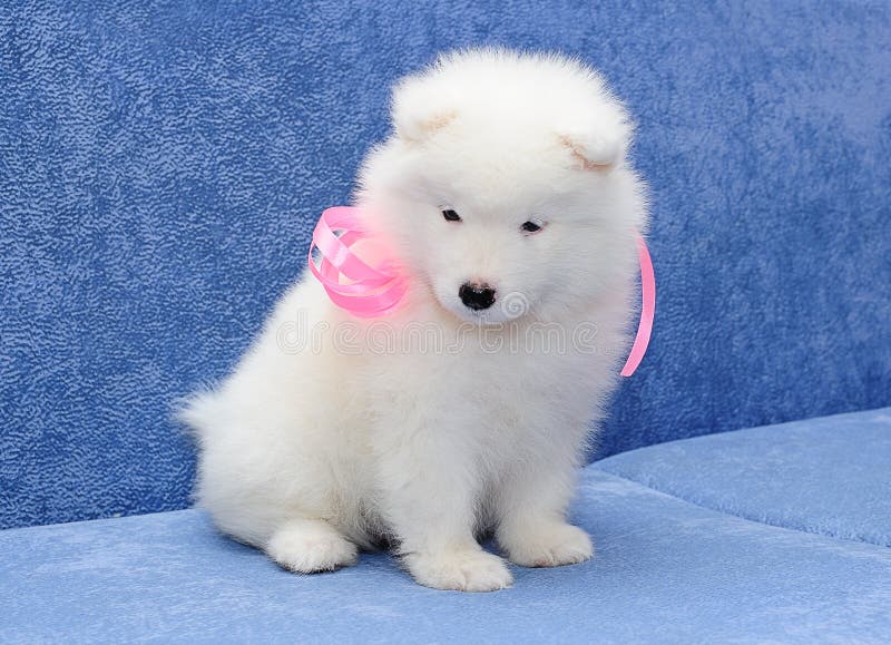 Cute samoyed dog stock image. Image of sunshine, pets - 37779037