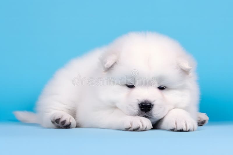 Cute Samoyed Dog on Blue Color Background. Neural Network AI Generated ...