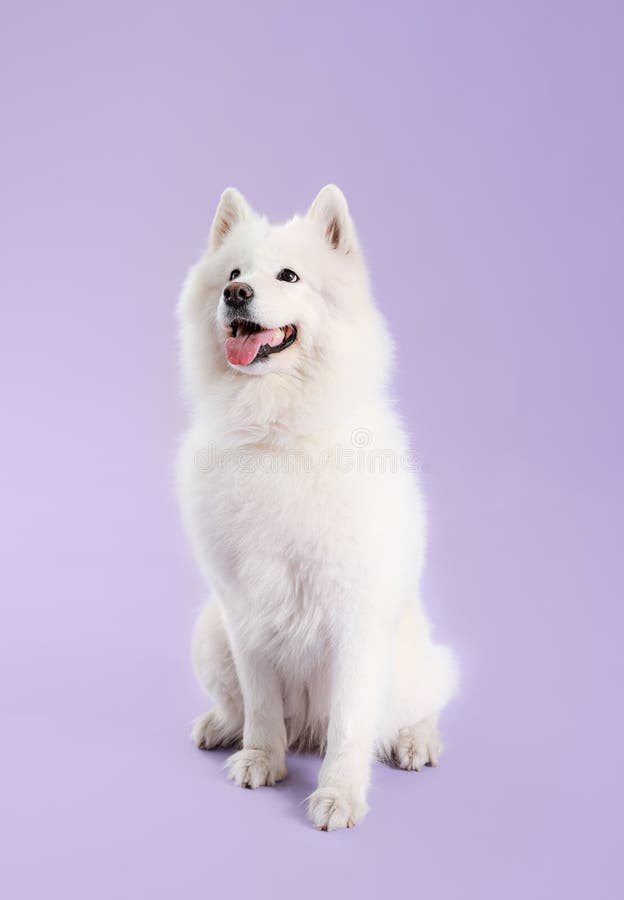 Cute Samoyed Dog on Color Background Stock Image - Image of color ...