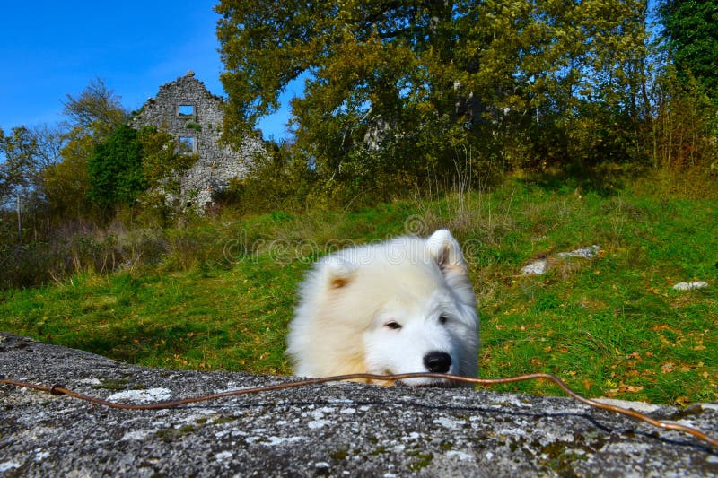 Cute samoyed dog stock image. Image of sunshine, pets - 37779037