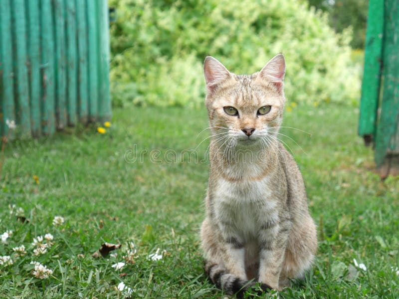 A Cute Sand-colored Cat Sits on the Green Grass at Full Height. a Sunny ... A Cute Sand-colored Cat Sits on the Green Grass at Full Height. a Sunny ...