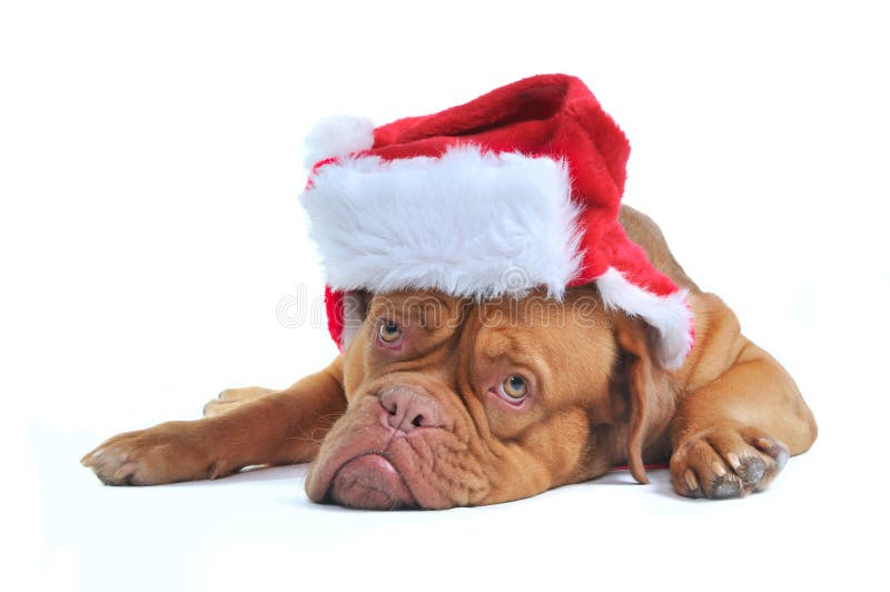 Cute Santa Dog stock image. Image of bordeaux, head, gift - 16877509