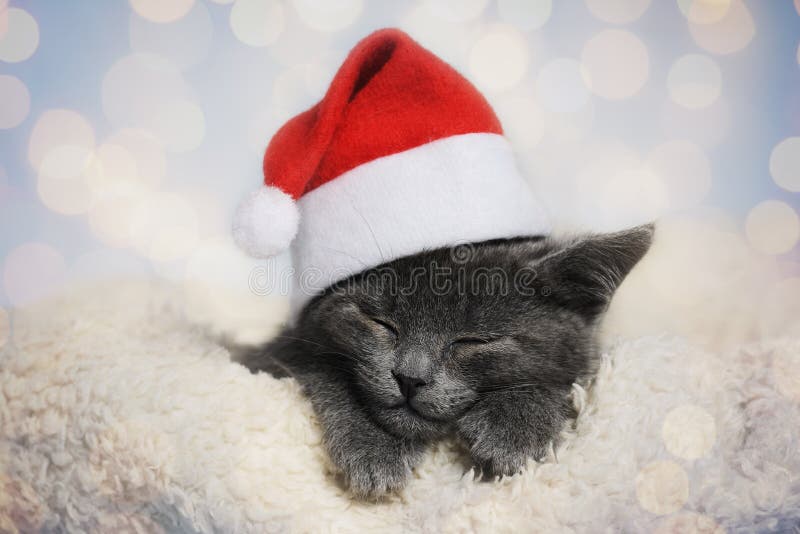 Cute santa kitten stock image. Image of kitten, holiday - 81796907