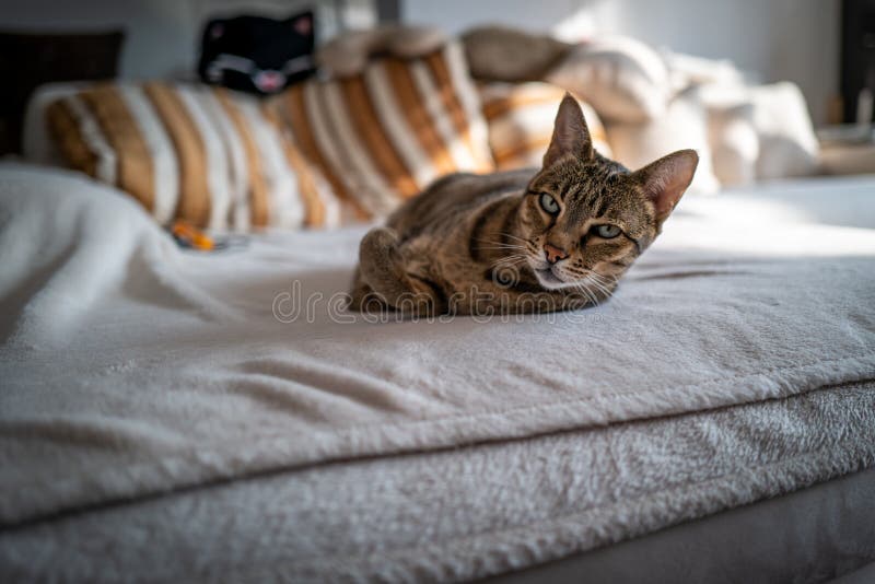 A Cute Savannah Cat on a Couch Stock Image - Image of portrait, serval ...