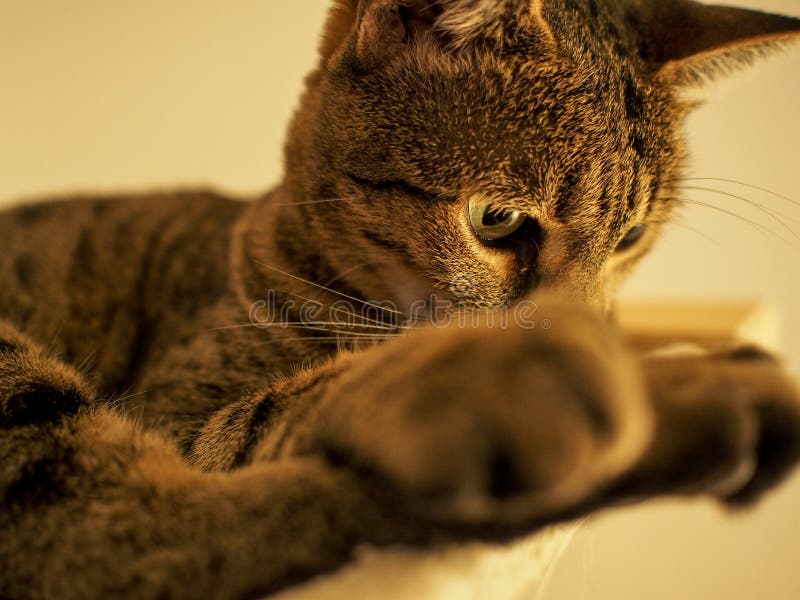 Cute Savannah Cat with Paw in Foreground Stock Photo - Image of golden ...