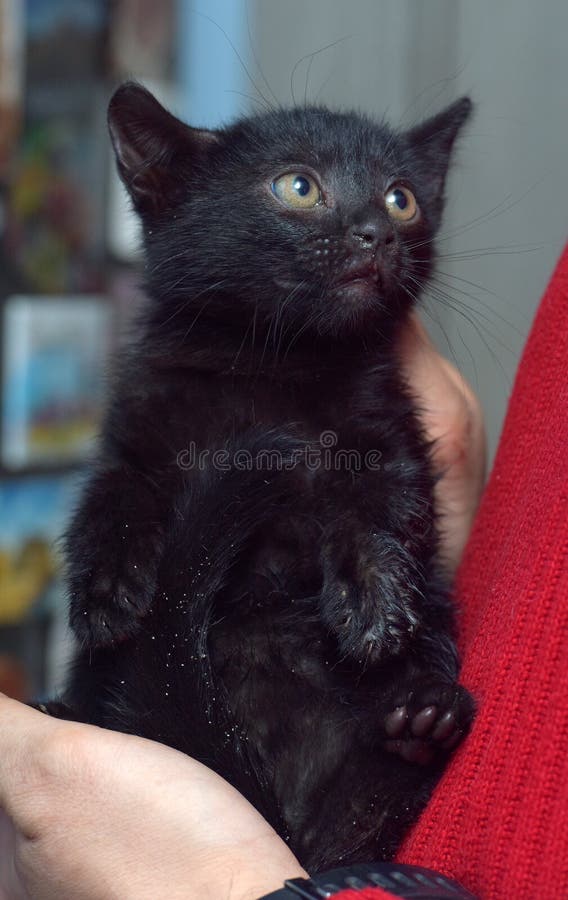 Cute Scared Black Kitten in Hands Stock Image - Image of british, care ...