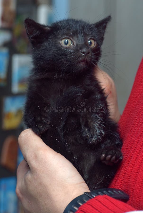 Cute Scared Black Kitten in Hands Stock Image - Image of beautiful ...