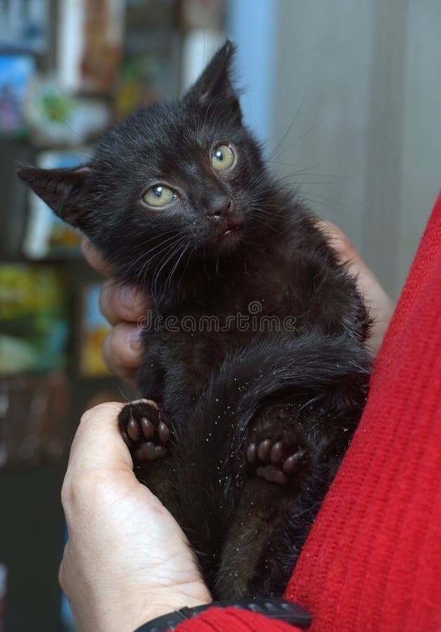 Cute Scared Black Kitten in Hands Stock Image - Image of closeup, kitty ...