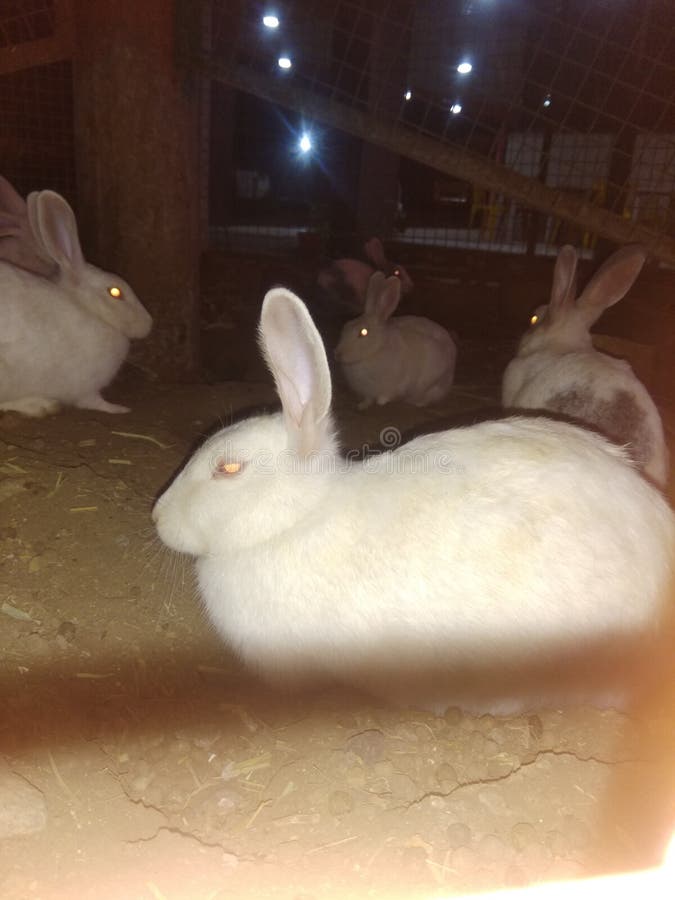 Scared rabbit, ears held stock photo. Image of fear, rabbit - 26185770