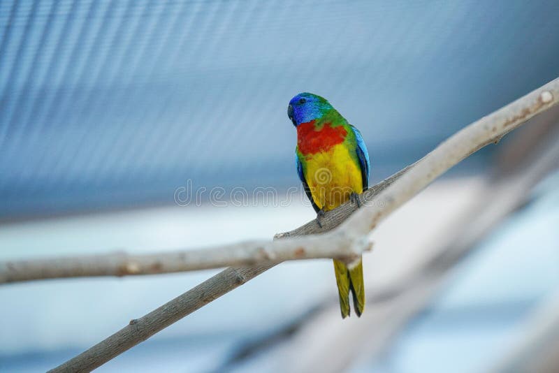 Cute Scarlet-chested Parrot Perched on the Tree Branch Stock Photo ...