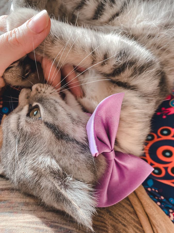 Cute Scottish Cat, Beautiful Domestic Cat Stock Image - Image of ...