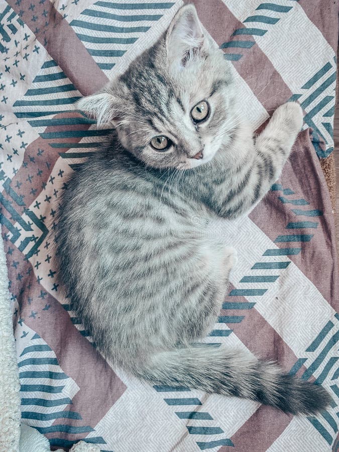 Cute Scottish Cat, Three Month Old Kitten Stock Image - Image of head ...