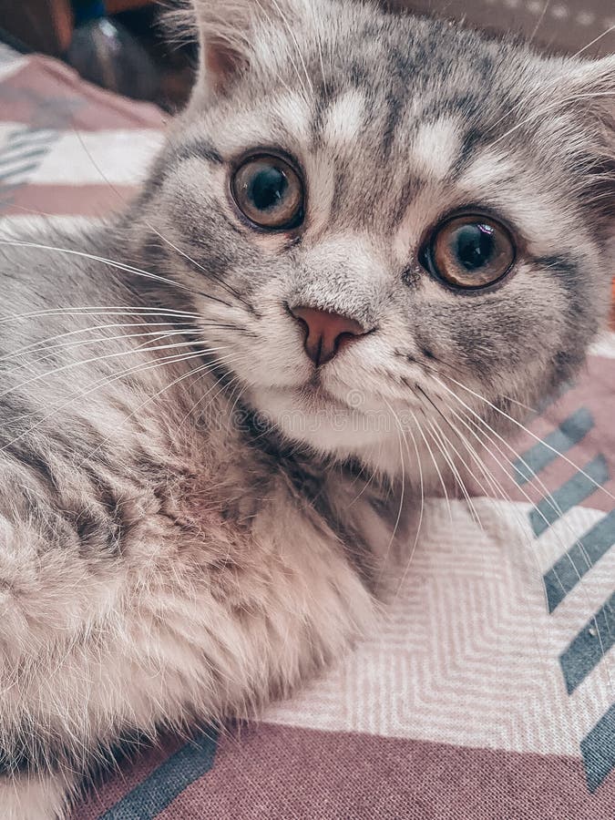 Cute Scottish Cat, Three Month Old Kitten Stock Image - Image of play ...