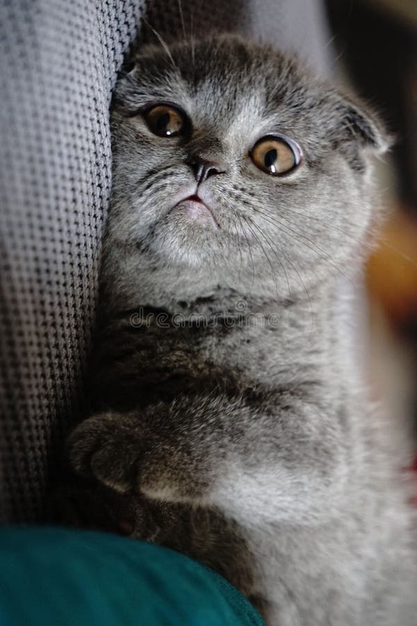 Cute Scottish Fold Breed Kitten Resting on the Couch, Close-up ...