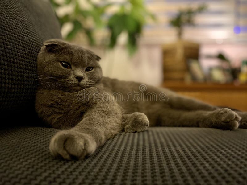 Cute Scottish Fold Cat Laying and Looking at Camera Close Up View Stock ...