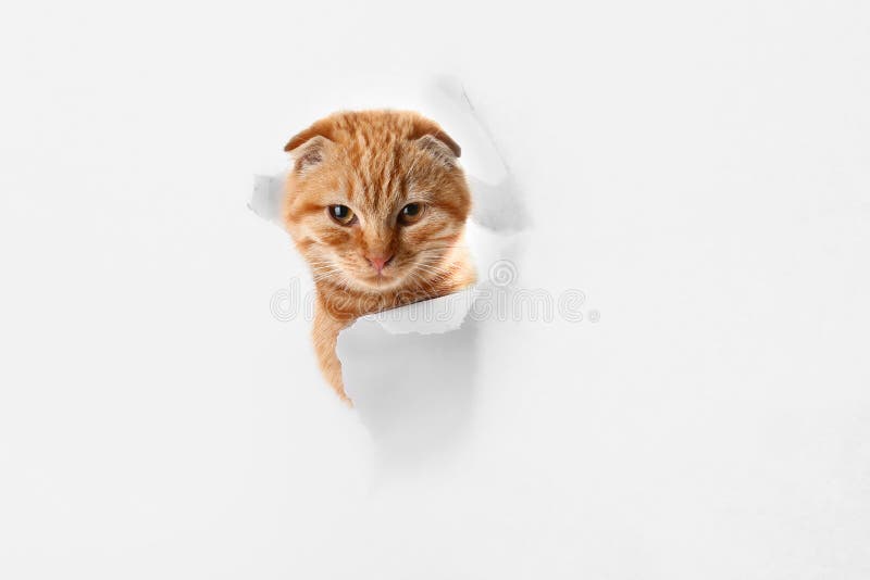 Cute Scottish Fold Cat Looking through Hole in Paper on White ...