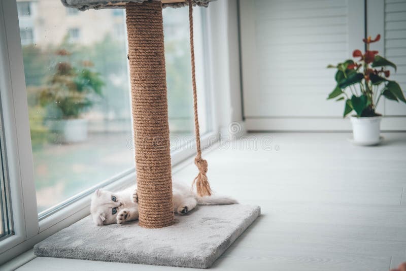 A Cute Scottish Fold Kitten is Playing with a Scratching Post Rope ...