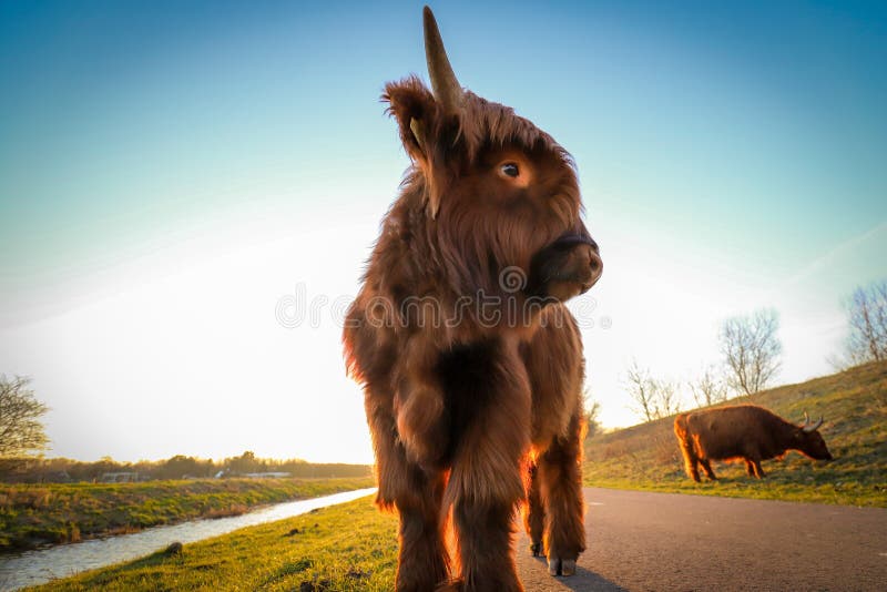 So Cute, Scottish Highlander Stock Photo - Image of horn, farm: 110278622