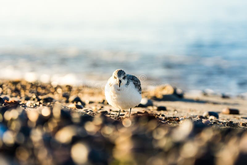 Cute Sea Bird Standing on the Beach Near the Ocean and Looking into the ...