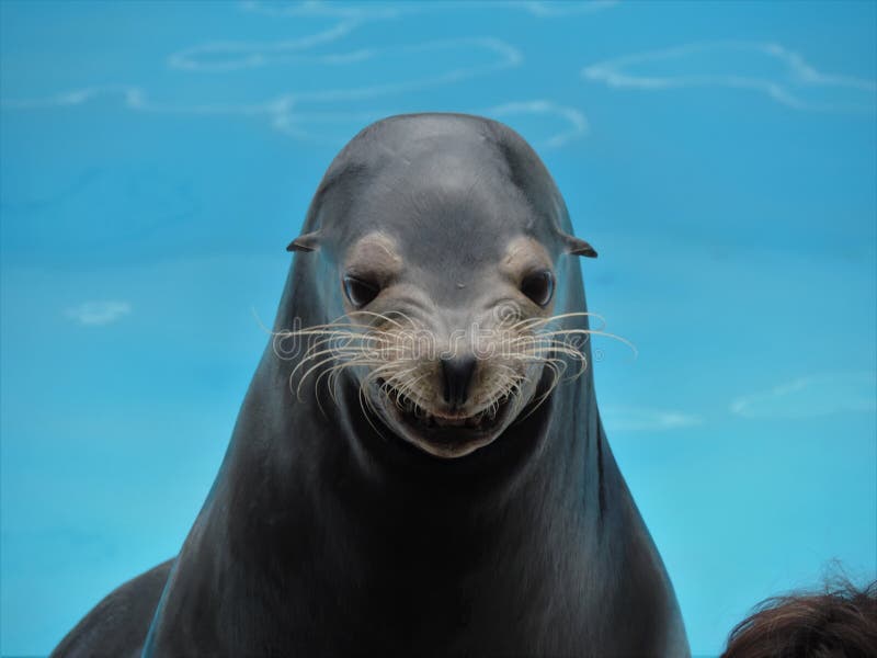 127 Smiling Sea Lion Stock Photos - Free & Royalty-Free Stock Photos ...