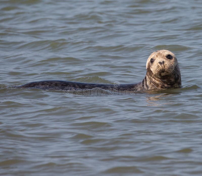 Cute Sea Lion Swimming in the Water of the Sea Stock Photo - Image of ...