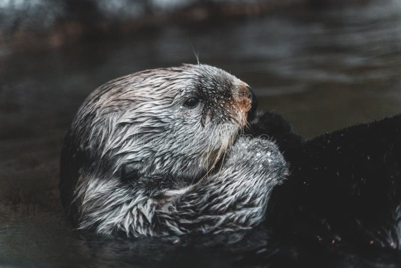 Cute Sea Otter Diving in a Sea Stock Image - Image of adorable, wild ...