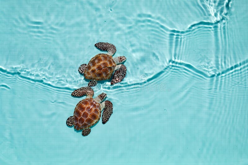 Cute Sea Turtles in Water. Top View Stock Photo - Image of aquarium ...