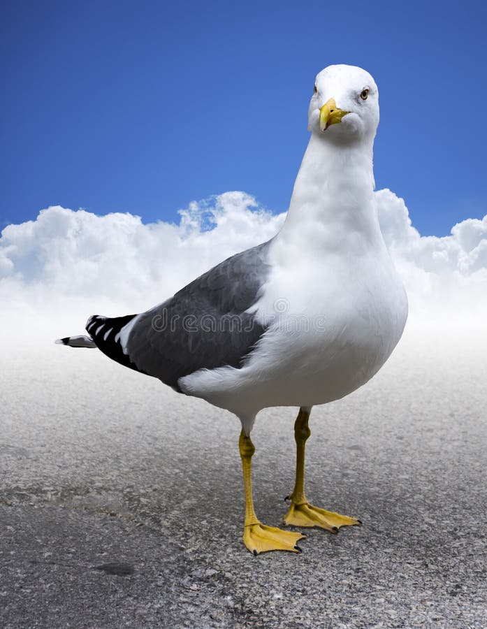 Cute seagull closeup stock image. Image of albatross - 135882515