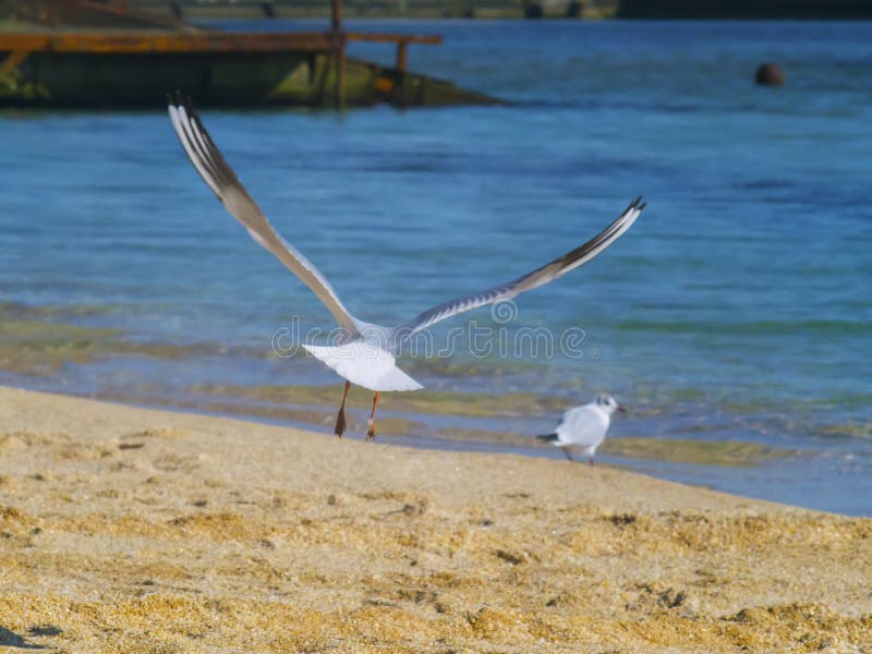 Cute Seagull Flying Over the Beach Stock Photo - Image of beach, coast ...