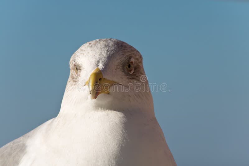 Cute Seagull Looking at Camera Stock Image - Image of bird, hungry ...