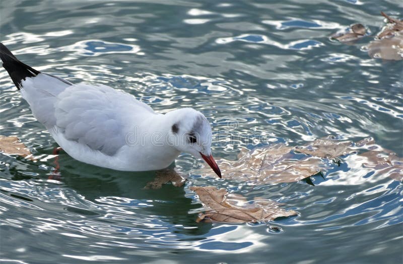 Cute Seagull Playing on the Lake Stock Photo - Image of wing, waterfowl ...