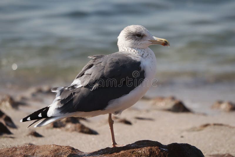 Cute Seagull on a Rocky Shore Stock Image - Image of coast, beak: 262332393