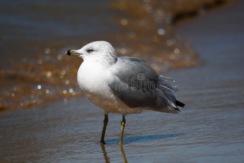A cute Seagull stock image. Image of seagull, blue, snad - 195391173